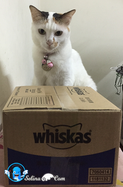 Miu Miu loves Whiskas Mix Feeding!