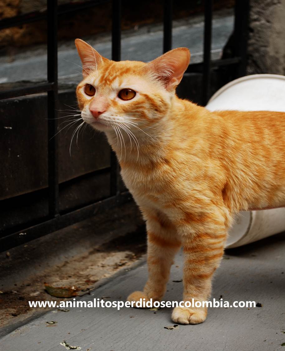 Animalitos Perdidos en Colombia: julio 2012