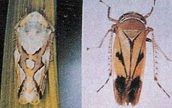 Inilah 4 Jenis Hama Wereng Yang Sering Menyerang Tanaman Padi Gagal ...