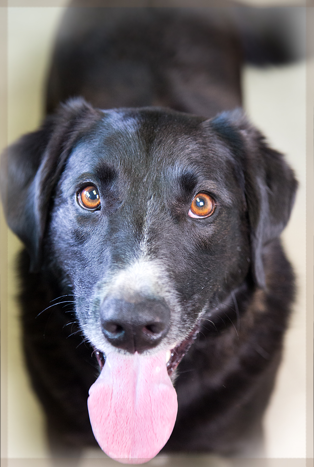 Lab Border Collie Mix Dogs