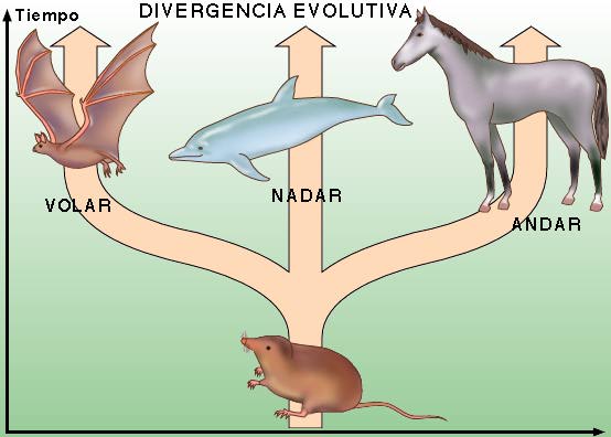 adaptaciones de los seres vivos en la naturaleza