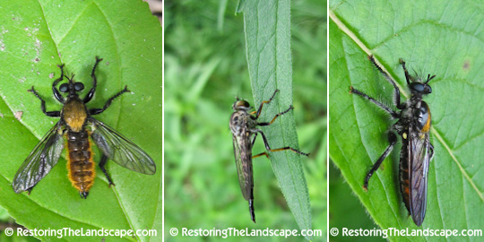 Restoring The Landscape With Native Plants: Insect Diversity ...