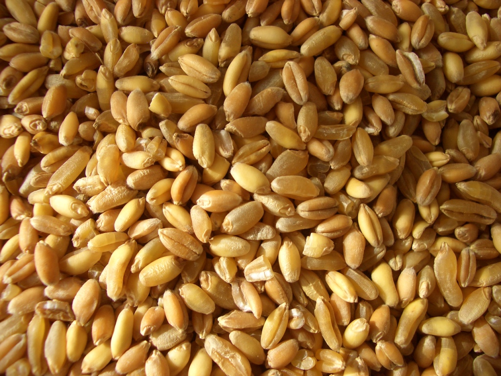 Apprendista mamma: Cucinare con il Kamut