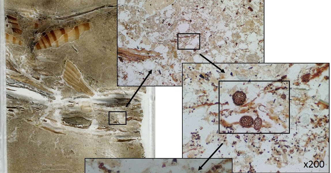 Digitized thin section slides!