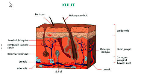 BIOLOGI ITU SERU!: KULIT