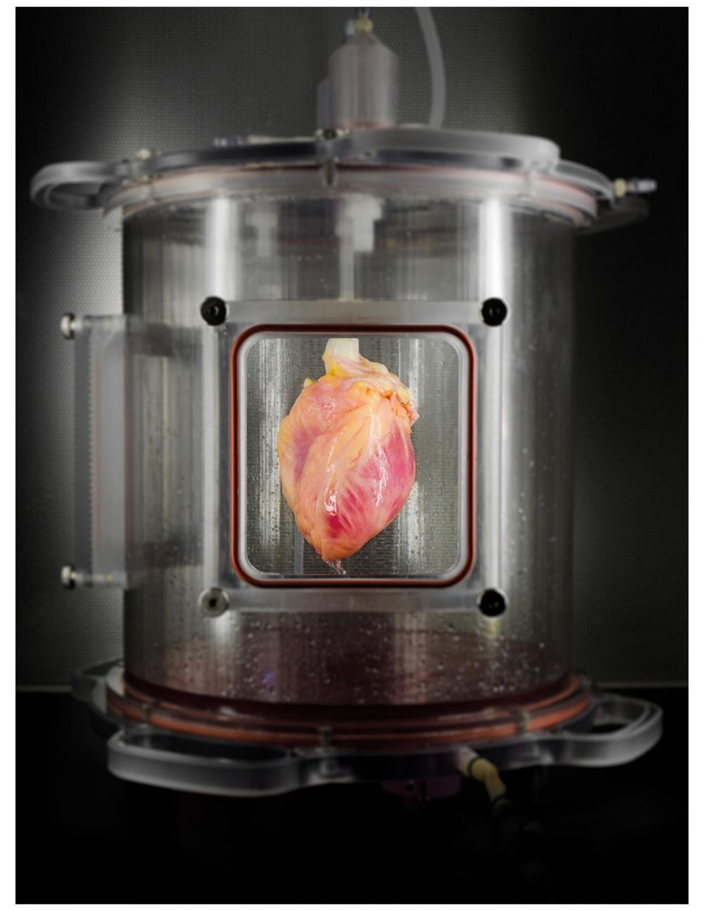 A full sized beating bioengineered human heart has been made with ...