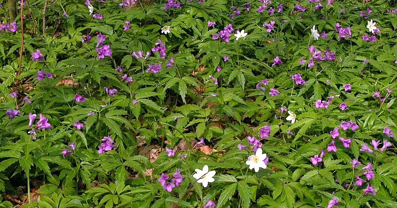 Na Pogórzu...: Turnica od turów?