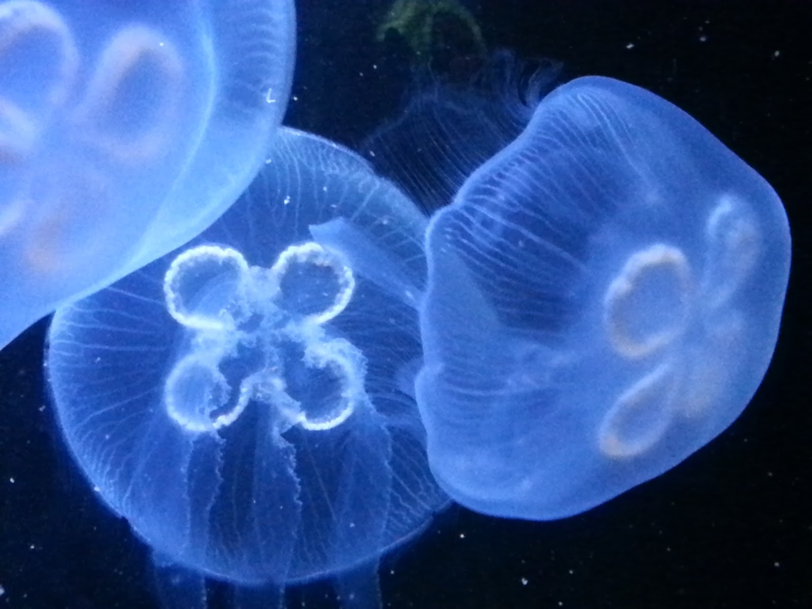 Mijn mijmeringen: juni 2015