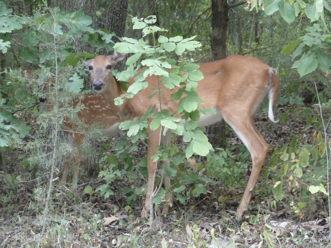 Springfield Plateau: Winners and Losers