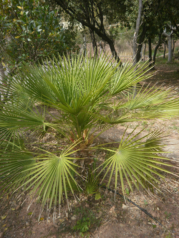 Montaña y Porrusalda: Vinaroz - Semana Santa de 2012