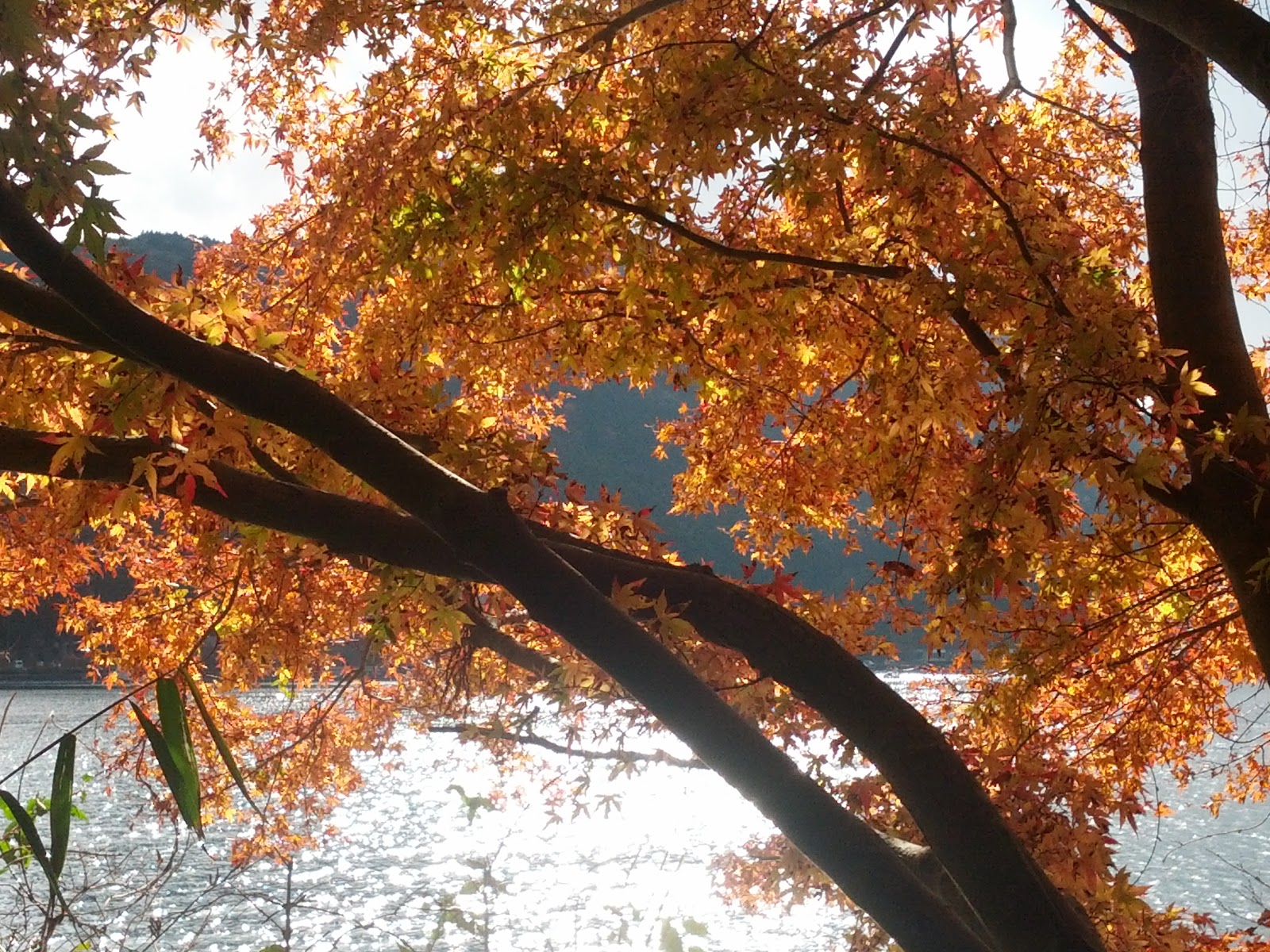 Mount Fuji Photos Blog: Autumn in Hakone