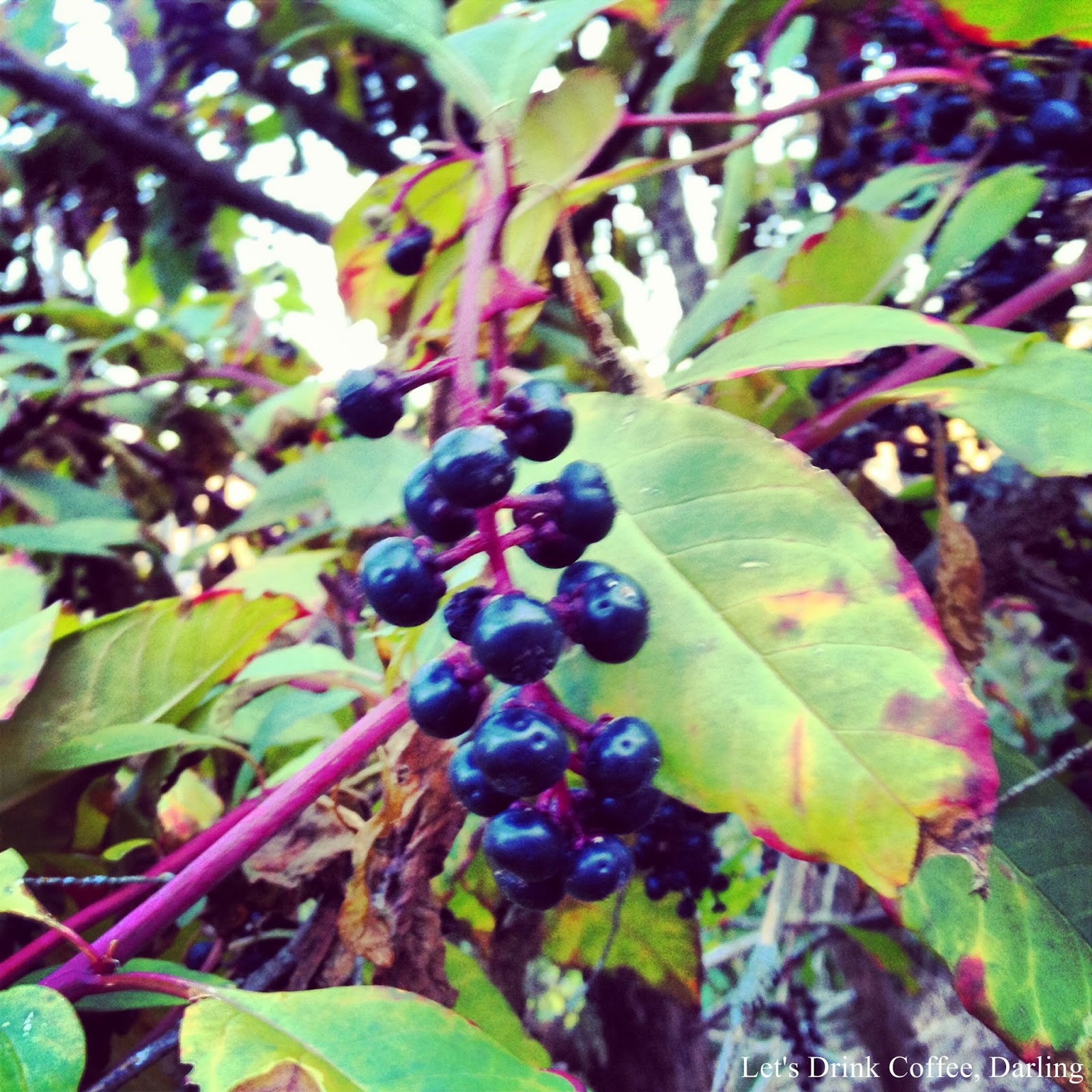 Let's Drink Coffee, Darling: Red Rock Canyon State Park (Oklahoma)