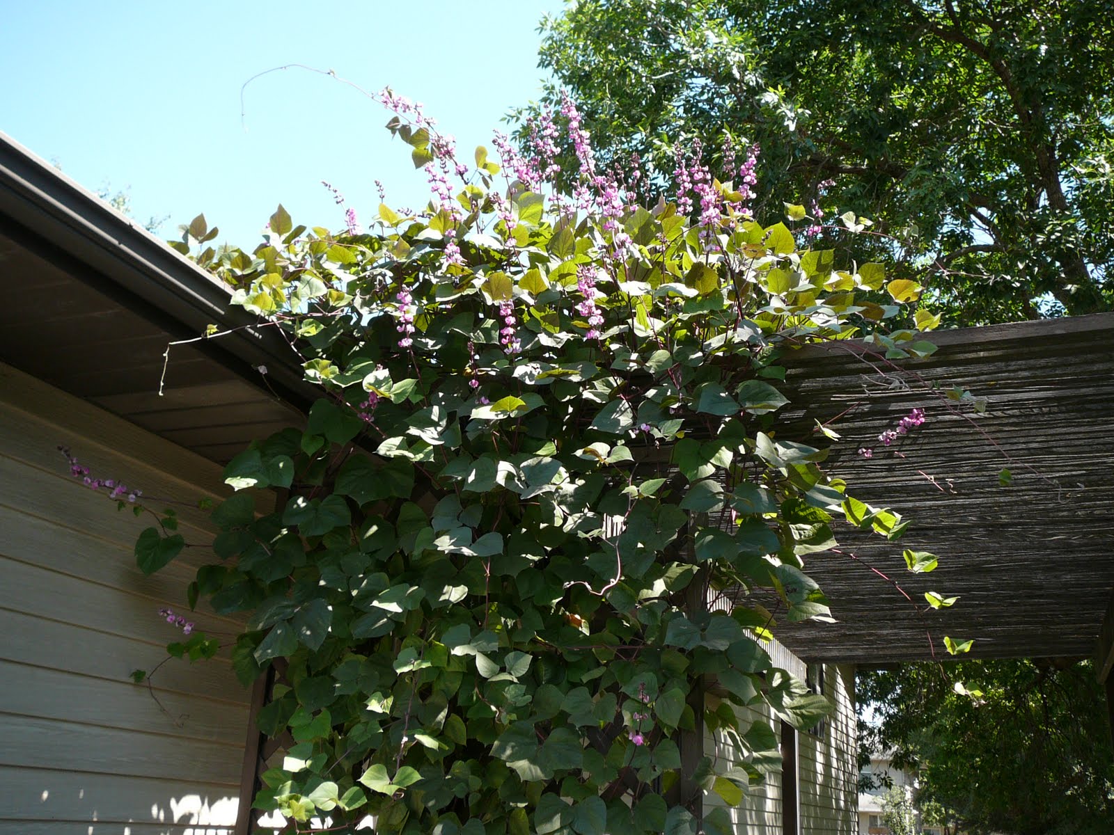 Allboyz: Pretty Vines!