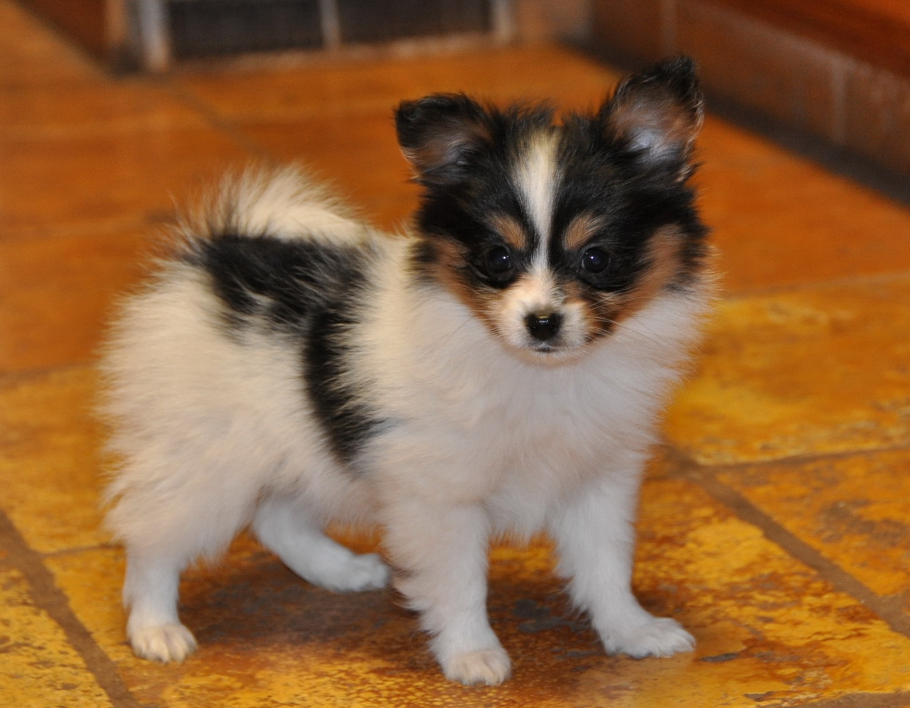 86 Best Papillons images | Papillon dog, Dog breeds, Dogs