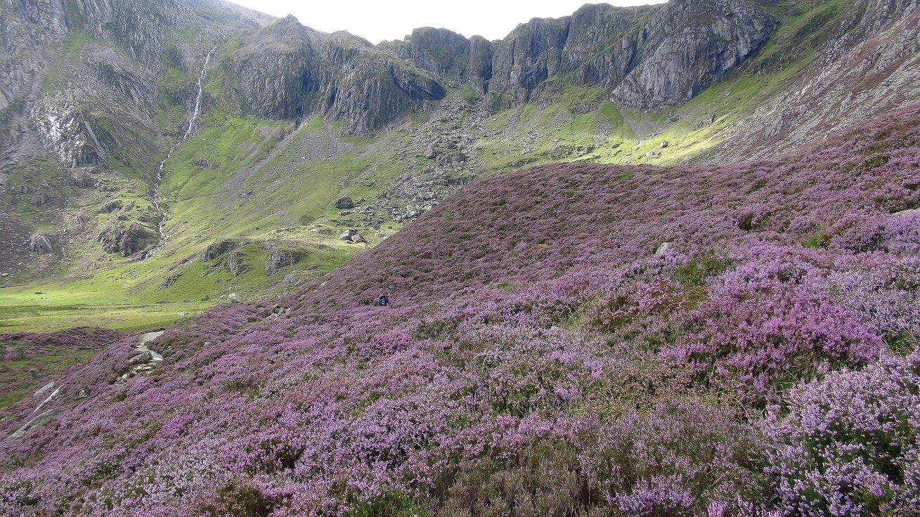 Natur Cymru - Nature of Wales