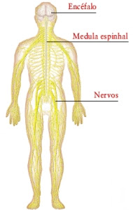 Neuropsique: Sistema Nervoso Periférico
