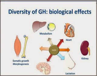 Blog Dr. Carlos: HORMÔNIO DO CRESCIMENTO - HGH - HUMAN GROWTH HORMONE