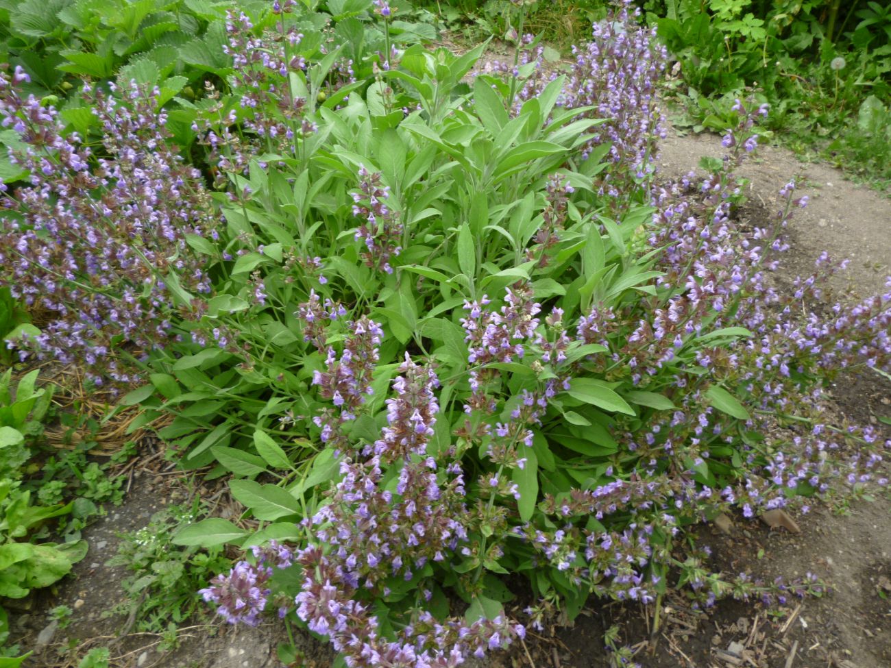 Seminte si plante de gradina hobby: Salvia
