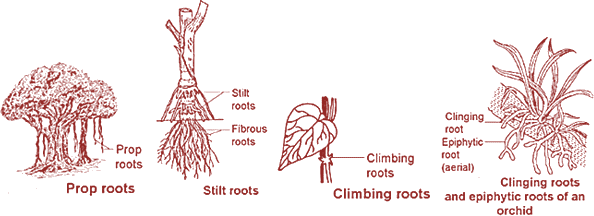 UNIT 1. PARTS AND FUNCTIONS OF A PLANT