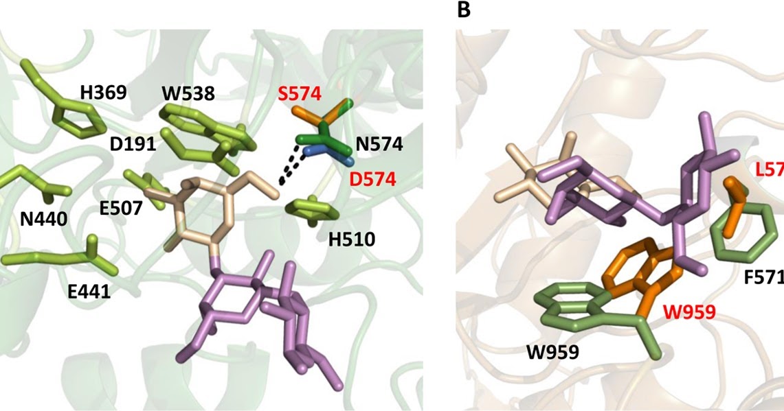 Glicoenz: Dissecting of the active-site of Thermotoga maritima β ...