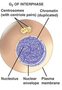 # 30 Mitosis | Biology Notes for A level
