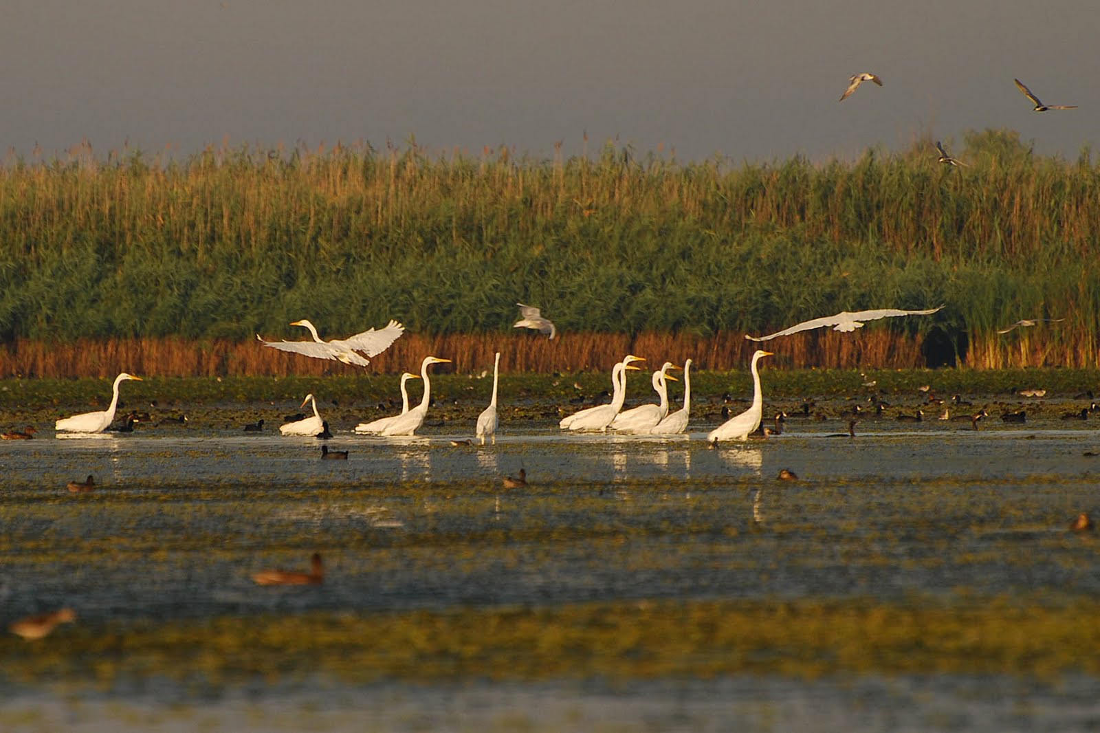 Delta Dunarii: Pasarile