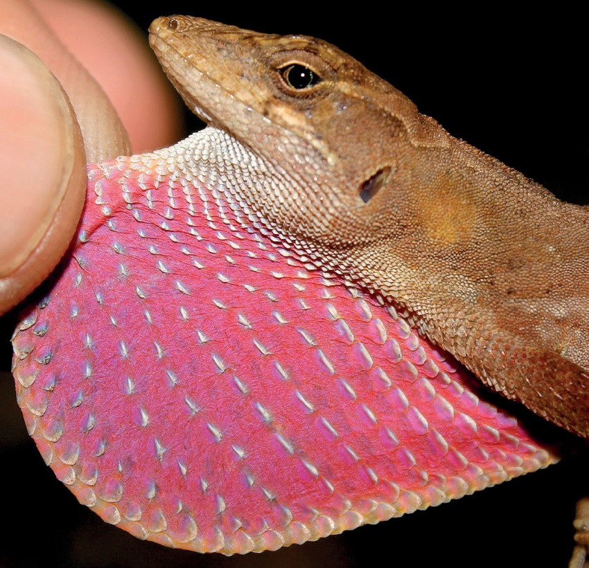 Species New to Science: [Herpetology • 2019] Norops brianjuliani • A ...
