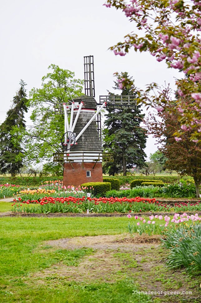 33 Shades of Green: A Walk Through the Tulips