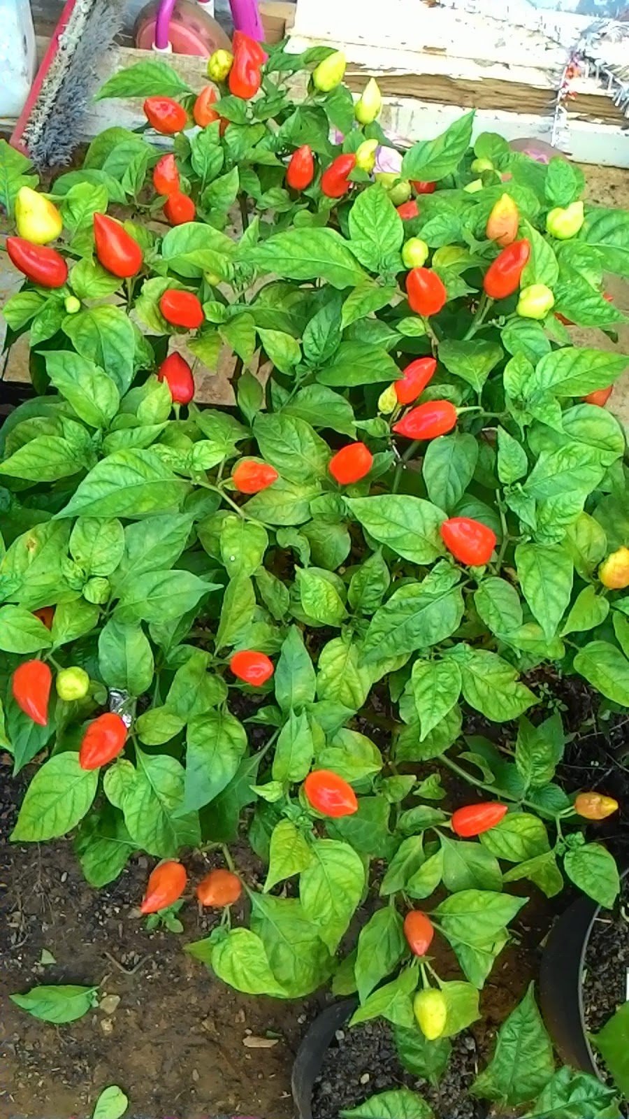 Bonsai Cabe Pelangi | Aneka Ragam Bentuk Bonsai