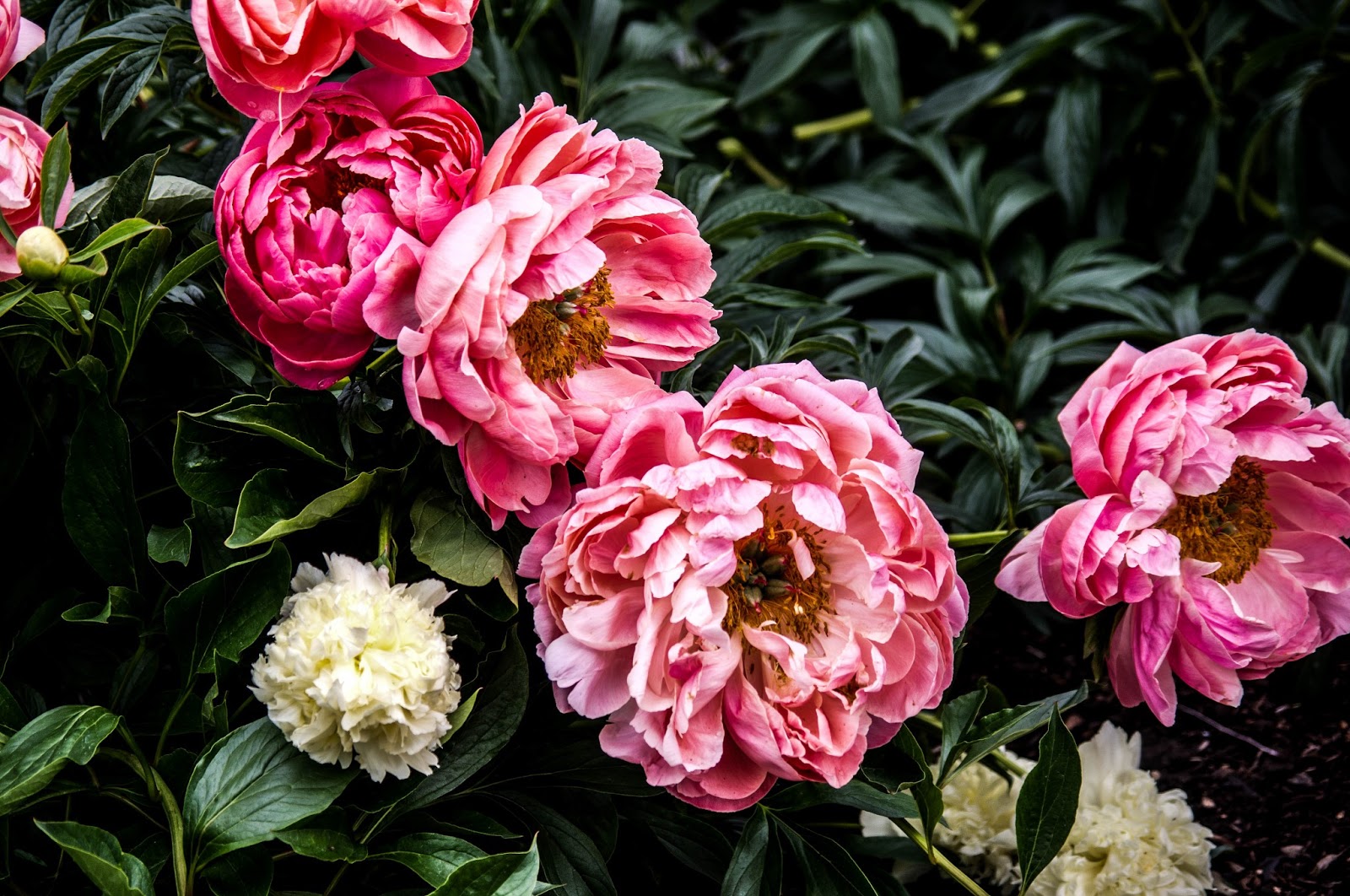 Thom Zehrfeld Photography : Peony Season Three