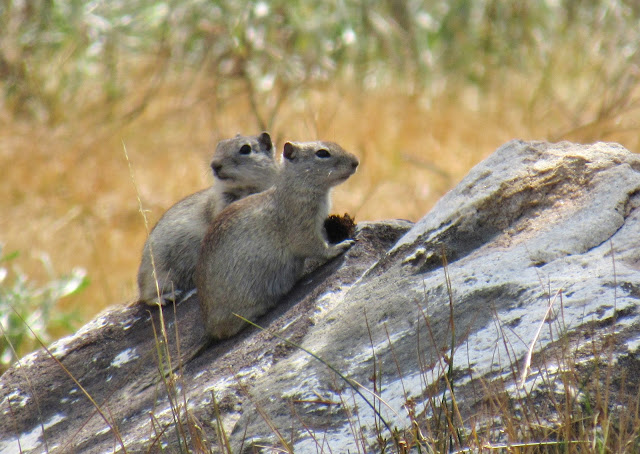 Belding's Ground Squirrels
