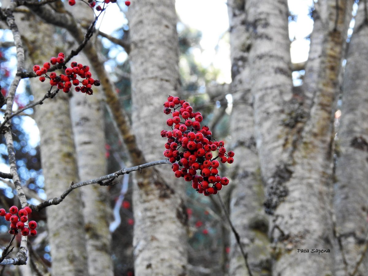 La Rioja de la A a la Z: EL SERBAL - Sorbus Aucuparia