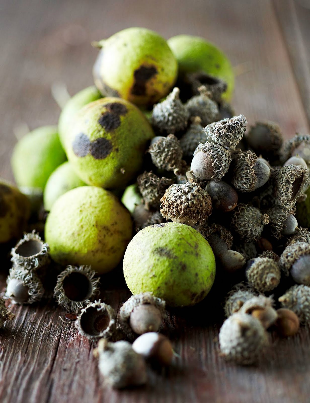 Funology: The Art and Science of Playing Outside: Nuts about Fall!