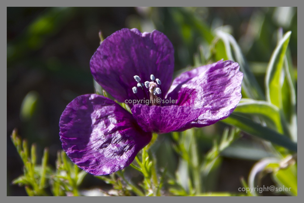 LO QUE VEN MIS OJOS: BAÑERES DE MARIOLA - NACIMIENTO DEL RÍO VINALOPÓ