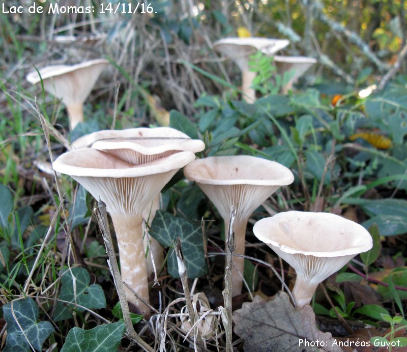 Orchidées du Béarn. : Observation d'un lichen rare en plaine en strate ...