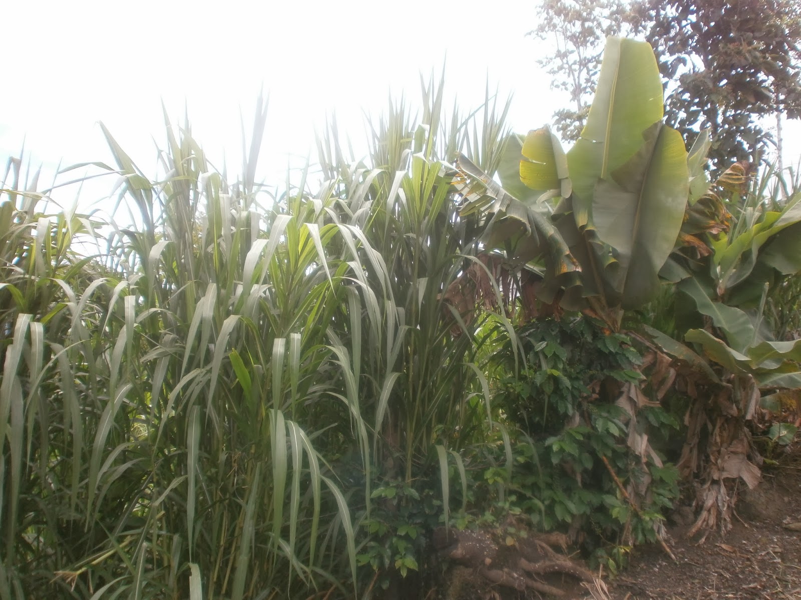 alimentación de cuyes con pasto híbrido cubano en Colombia