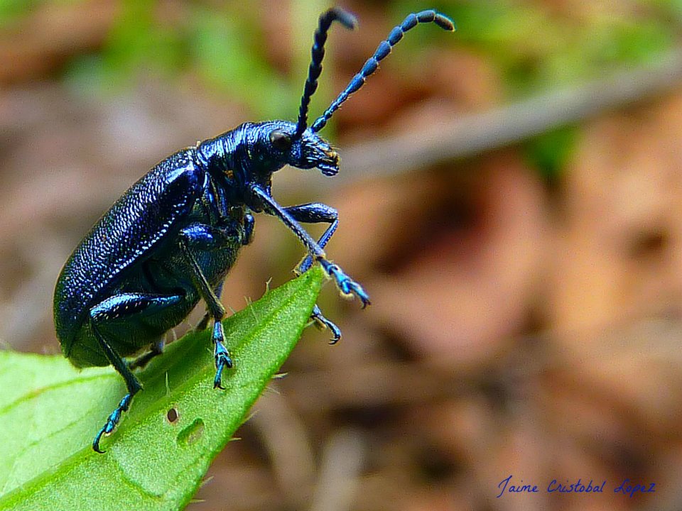 Jaime Ramos Méndez: Insectos de las inmediaciones de Tarecuato en ...