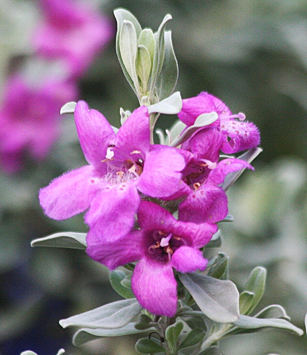 Gardening With Nature: Texas purple sage: A great waterwise plant