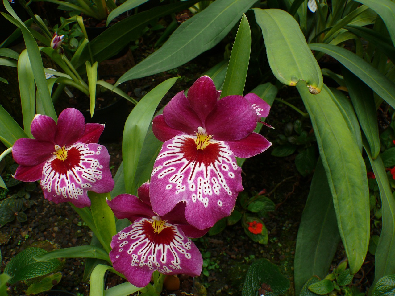 Miltoniopsis orchid care and culture | Travaldo's blog