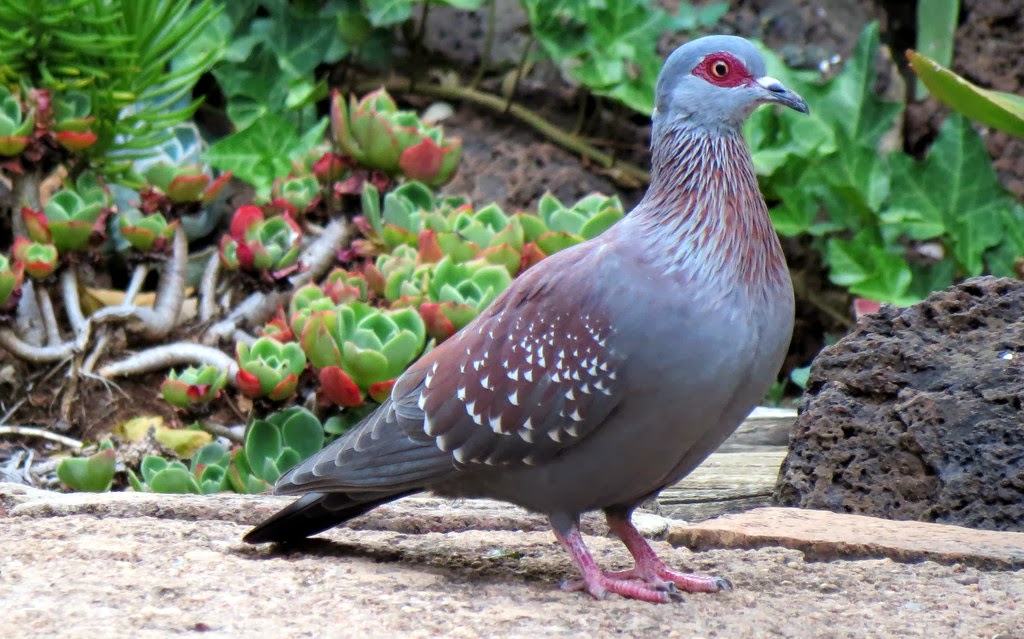 Kreatiewe Joernaal: tuin