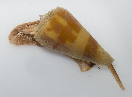 wild shores of singapore: Deadly cone snail at Cyrene