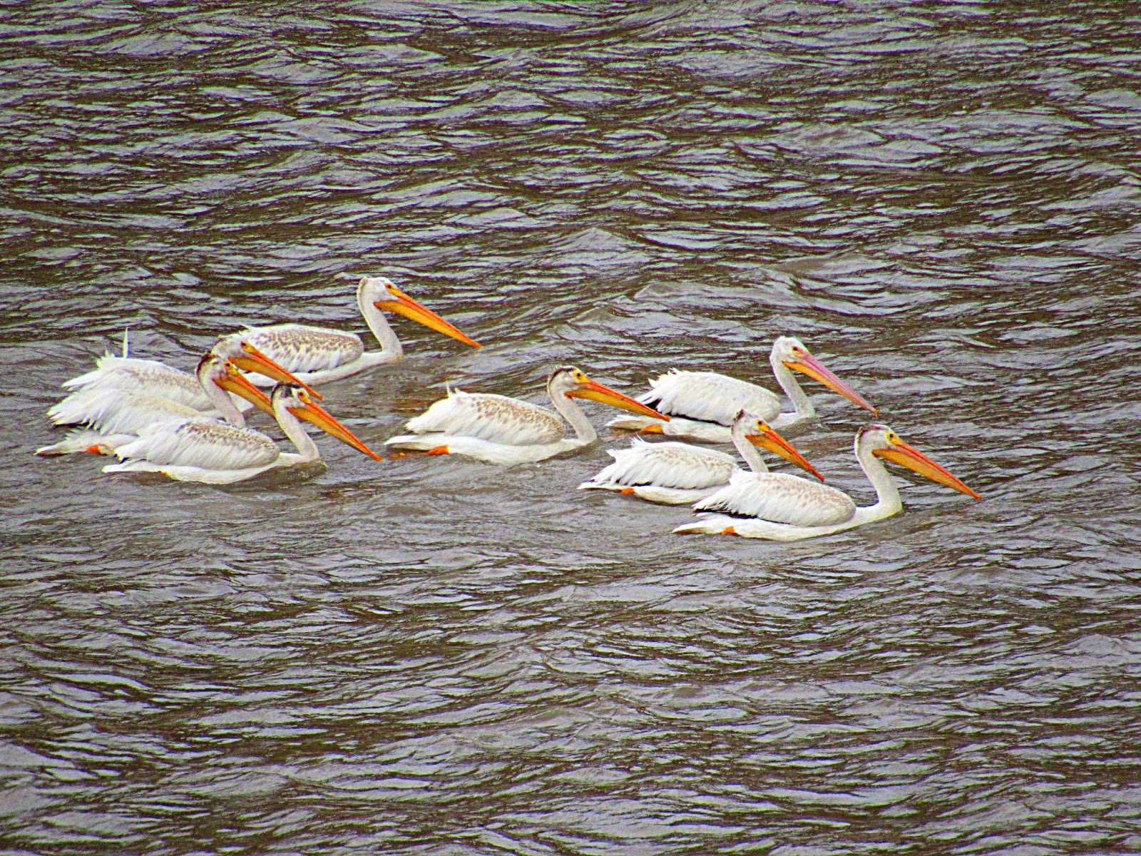 Like No Place On Earth: Silt Run Birds