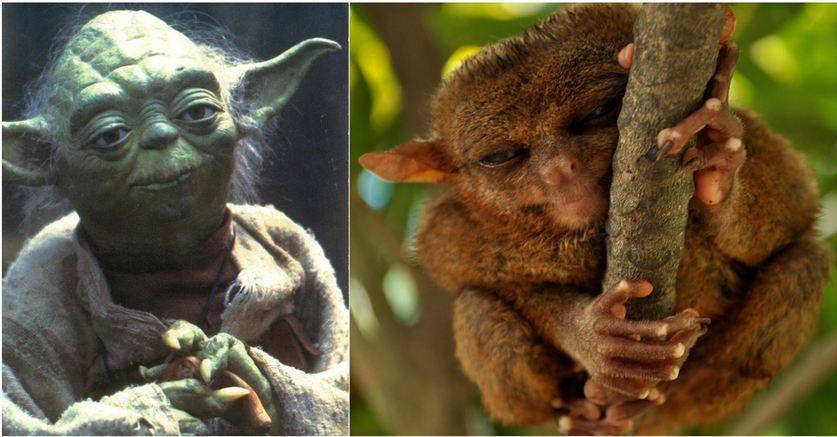 STAR WARS characters "YODA" is Indonesian animals? - IndoHitsNews