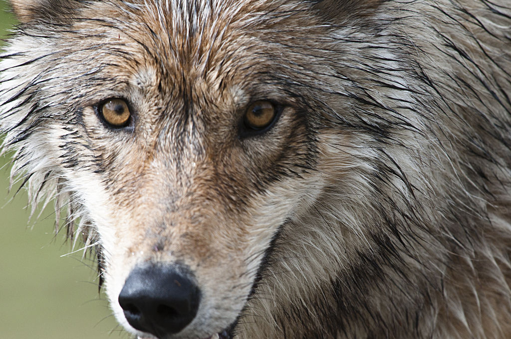 Rick Lamplugh: A Brief History of Wolves and Humans, Part 1