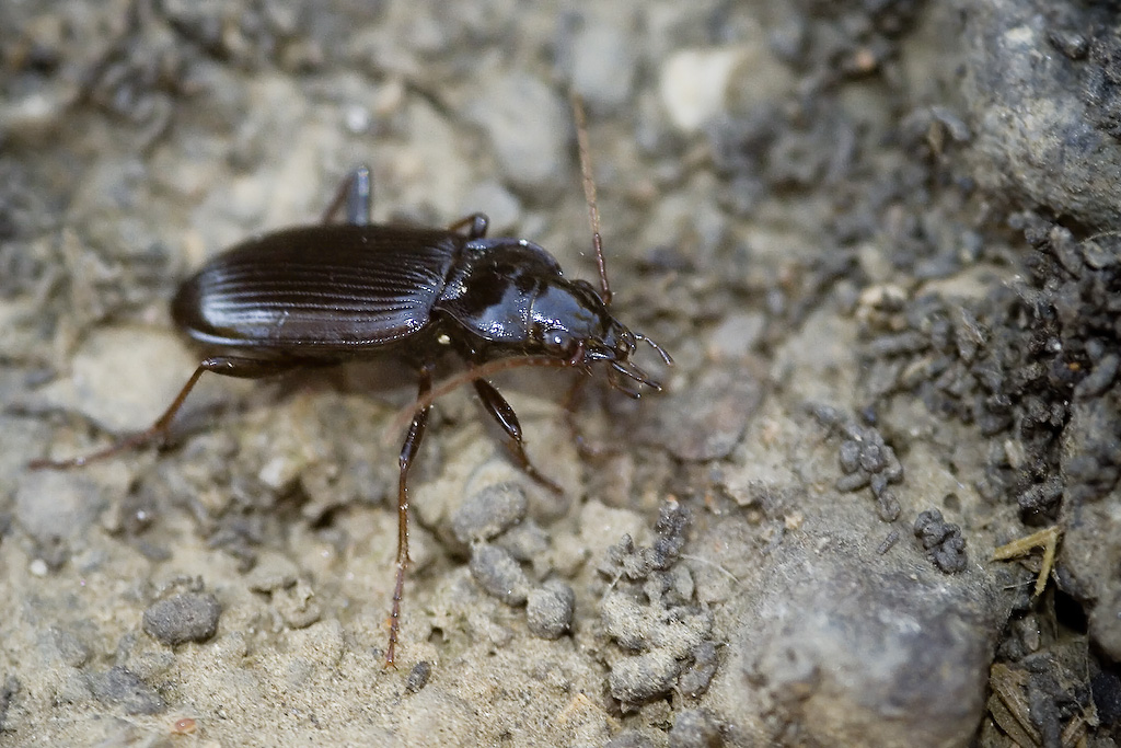 Invertebrados de Huesca: Nebria salina