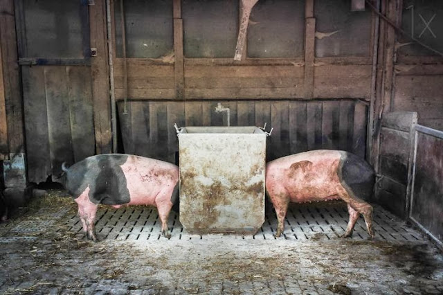 BOUDOIR pieces: Pic of the day - Headless Pigs