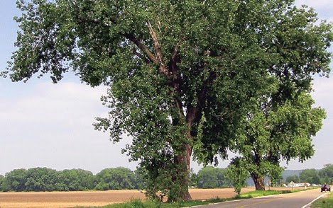 ALLERGENA Texas Trees™: The Cottonwood Tree