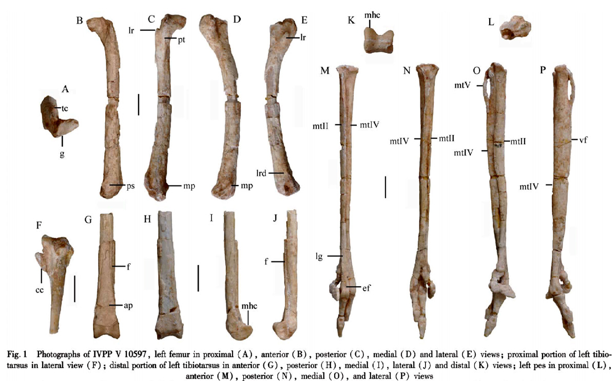 PALAEOBLOG: Philoventator curriei, A New Troodontid from China