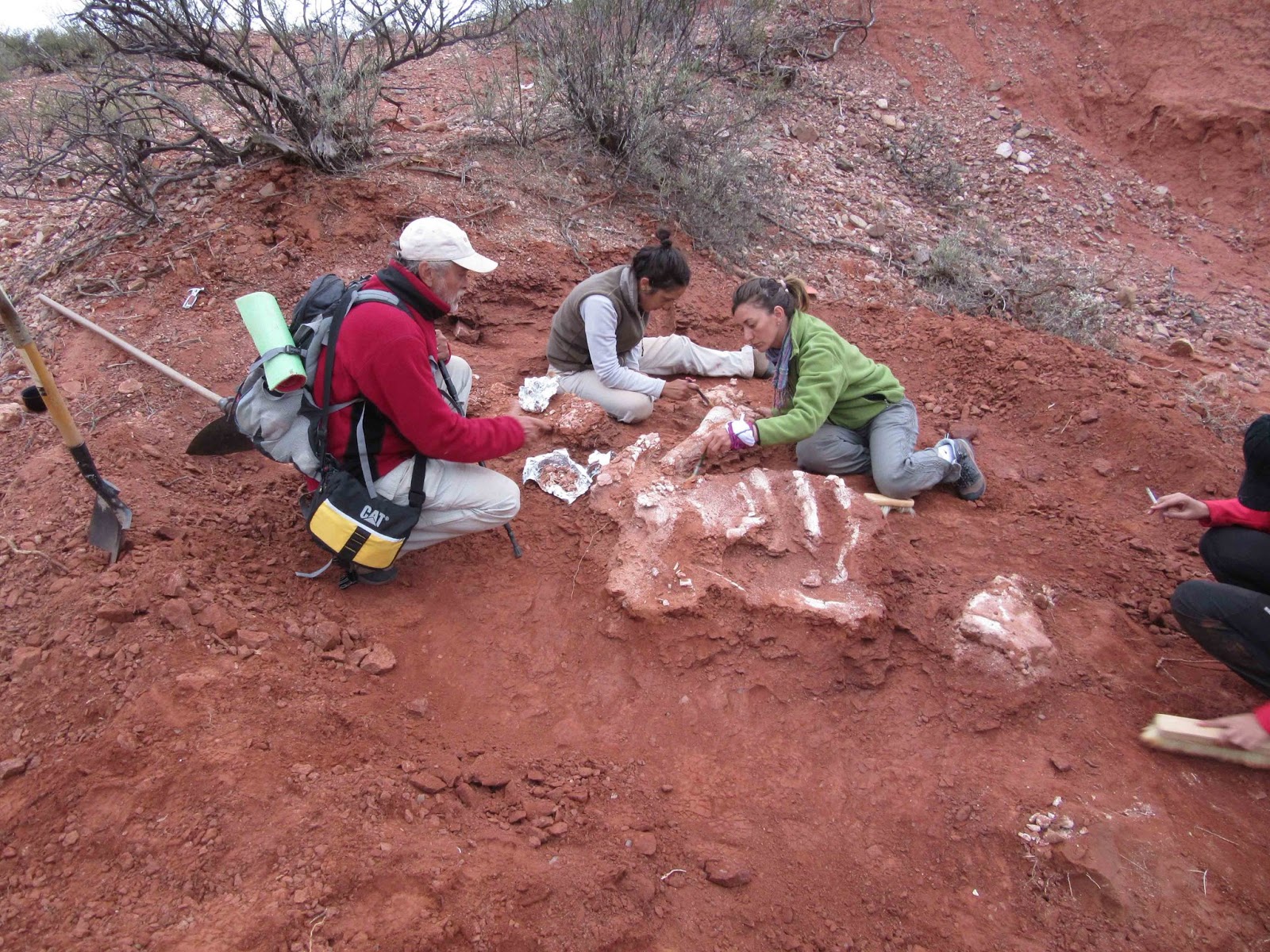 Species New to Science: [Paleontology • 2018] Ingentia prima • An Early ...