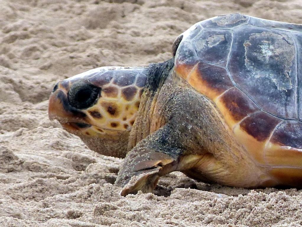 Taxonomía Chordata: Clase Reptilia Orden Testudines